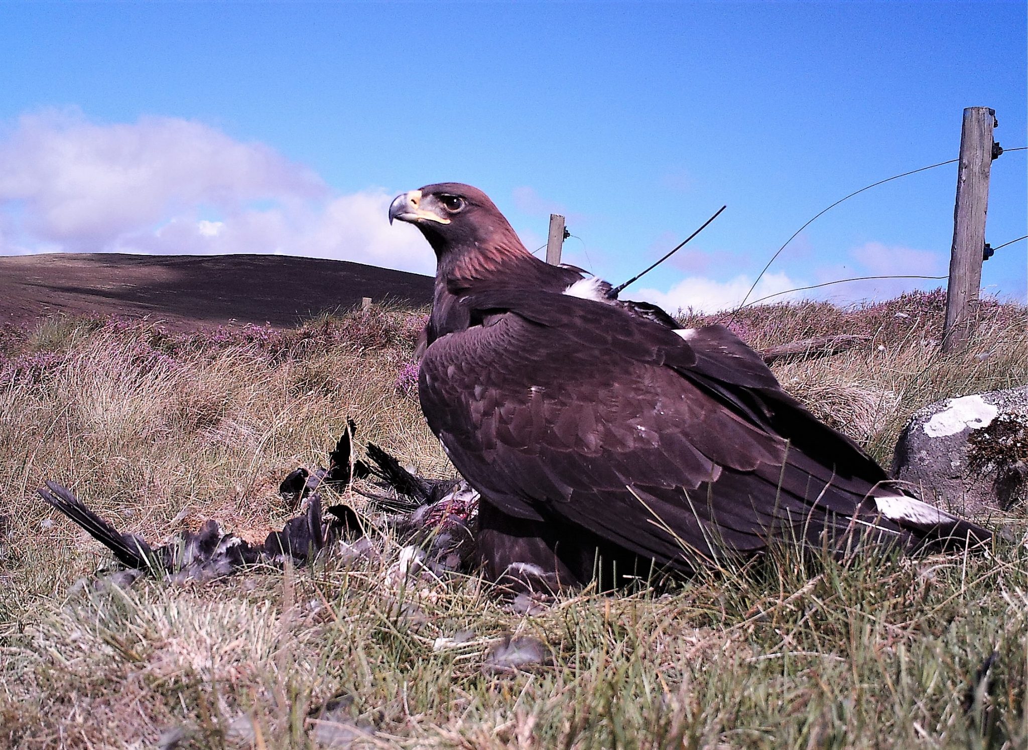 Eagle death shocks team:Golden eagle project suffers setback after ...