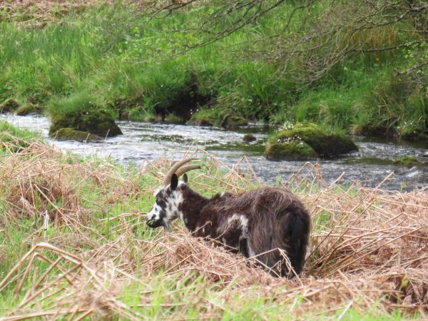 Langholm Moor goat population safe for now - E&L Advertiser