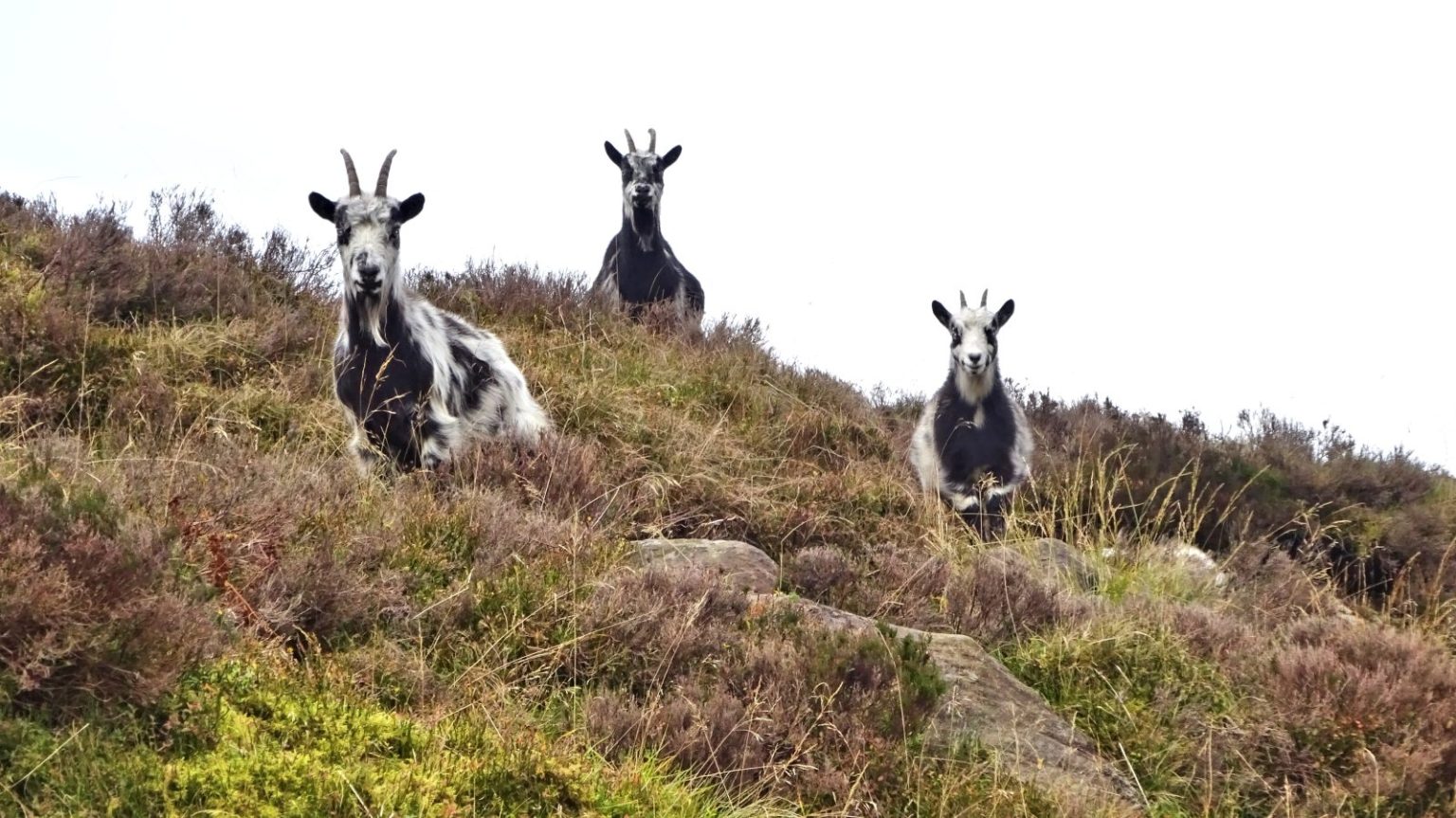 Wind farm worries for distinctive goats - E&L Advertiser